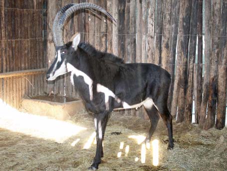 Wildlife Auctions